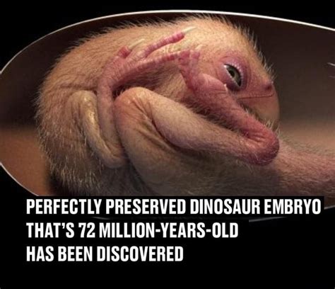 Perfectly Preserved Dinosaur Embryo Thats 72 Million Years Old Has