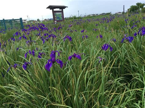 斎宮のハナショウブ群落 スポット体験 伊勢志摩観光ナビ 伊勢志摩観光コンベンション機構公式サイト