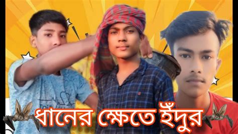 ধানের ক্ষেতে ইঁদুর ধরছে। Dhan Khete Idure Dhorce Youtube