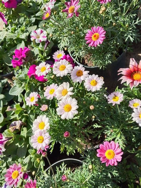 فاكهةالتنين Dragonfruit تونس 🇹🇳🐉 Fruit De Dragon Tunisie Facebook