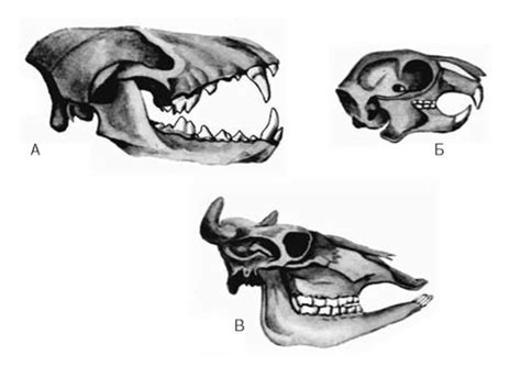 Практична робота Визначення особливостей будови ссавців у звязку з пристосуванням до різних