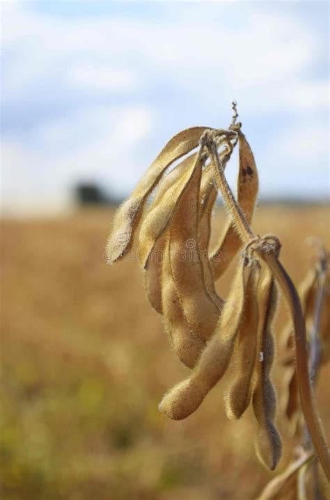 Gmo Free Soybean Fields Ripe And Ready For Collection Stock Image