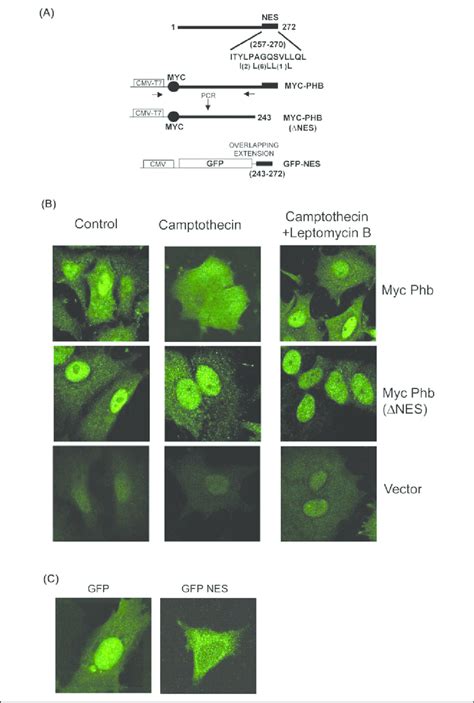 Prohibitin Requires A Putative Leucine Rich Nuclear Export Signal Nes