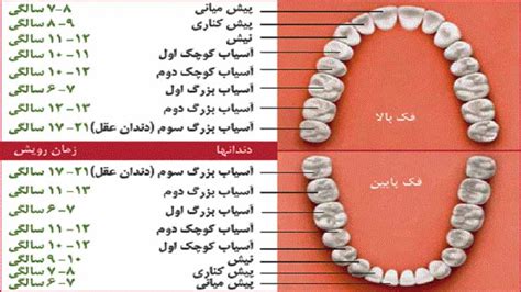 آشنایی با 3 روش نام گذاری دندان ها شماره دندان ها
