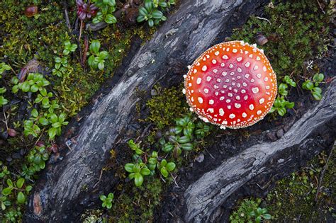 Fly Agaric Mushroom And Tree Roots Photograph By Carl R Battreall Pixels