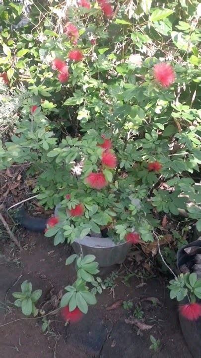 ගෙමිදුල හැඩකරන අලන්කාර මල් Ornamental Flowers That Shape The Garden 🌸💮 Youtube