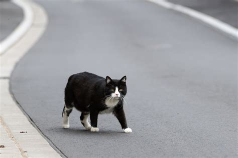 Besitzerin hört lauten Knall Katze auf offener Straße angeschossen