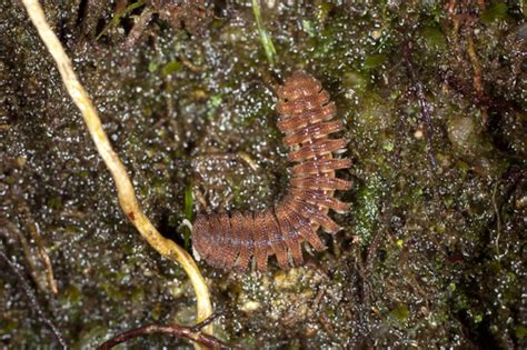 Genus Niponia · Inaturalist