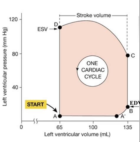 Pressure Volume Curve Diagram Quizlet