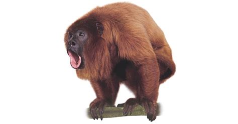 Howler Monkey Sound Howler Monkey Facts Dk Find Out