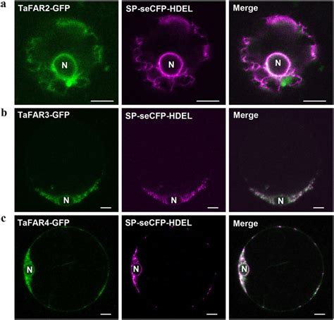 Subcellular Localization Of Tafar2 Tafar3 And Tafar4 Proteins In Rice