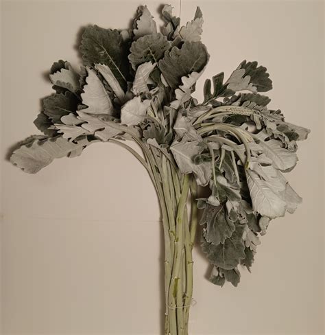 Dusty Miller Rainbow Landflowers Corp