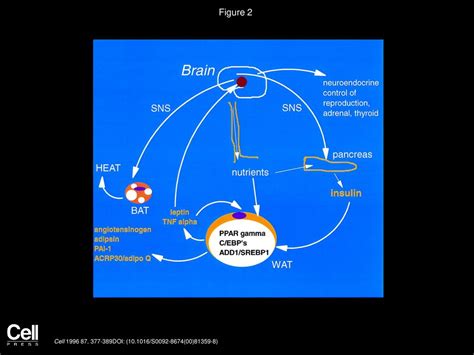 Adipogenesis And Obesity Rounding Out The Big Picture Ppt Download