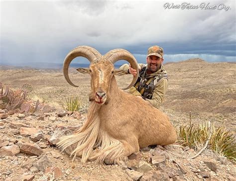 Aoudad Hunts West Texas Hunt Organization