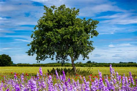 Colorful Delphinium Flowers Confetti In An English Meadow During