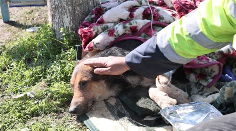 Hatay da enkaz altından 55 saat sonra bir köpek kurtarıldı