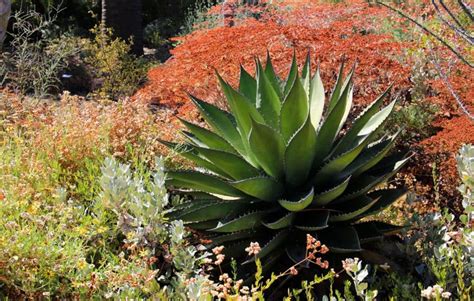 Agave Shawii Shaws Agave