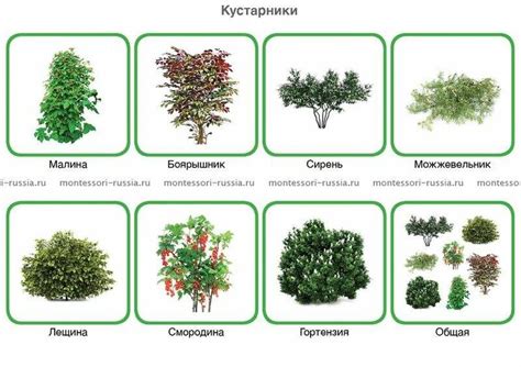 Кустарники картинки для детей