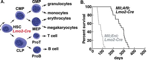 Leukemias Occur In Mll Af9 And Mll Enl Translocator Mice As Described