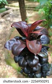 Cordyline Purple Compacta On Nature Garden Stock Photo 2257321955 ...