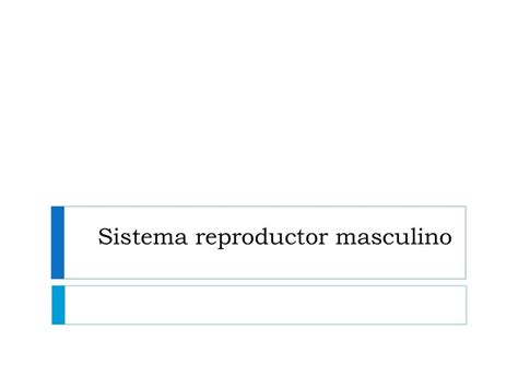 Sistema Reproductor Masculino Breenstudy Udocz