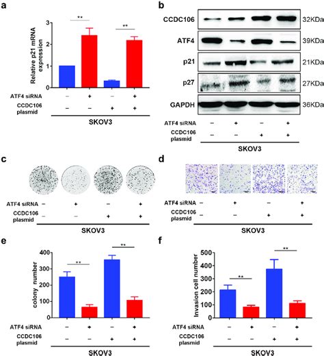 Effects Of Atf4 And Ccdc106 On P21 And P27 Expression In Mutant P53