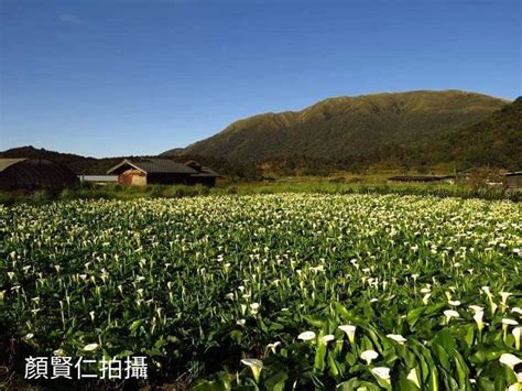 【花開紅線】賞花不求人！捷運紅線四大主題路線：北投海芋士林櫻花中山玫瑰大安杜鵑，花卉一日攻略之旅！ 銀髮一起玩