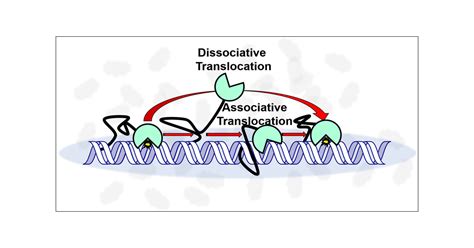 Disordered N Terminal Domain Of Human Uracil Dna Glycosylase Hung2 Enhances Dna Translocation