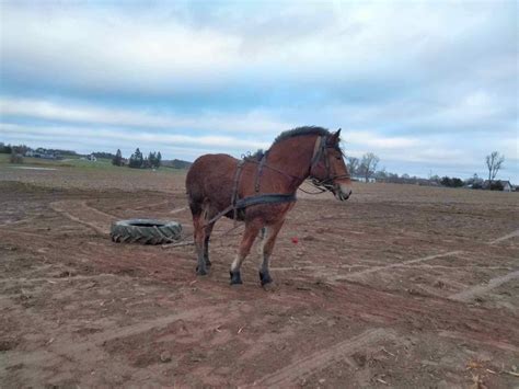 Sprzedam klacz letnią Kębłowo OLX pl