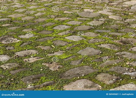 Cobblestone Pavement Overgrown With Moss And Grass Royalty Free Stock