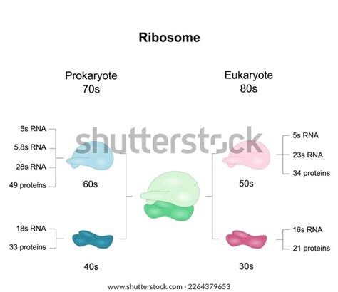 Diagram Shows Ribosomal Subunits Eukaryotes Prokaryotes Stock Vector