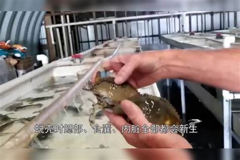 螃蟹壳 软”的不像话？傻子，捡到宝了！傻子