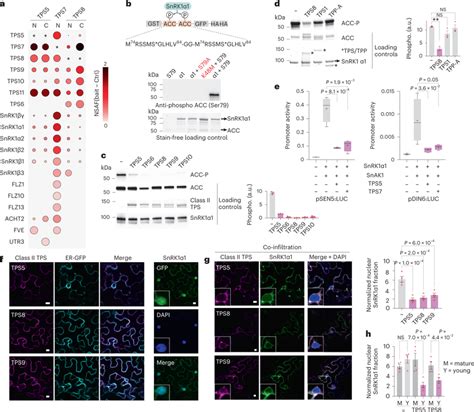 functional characterization of the relationship between tps ii proteins