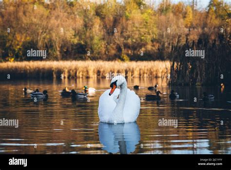 White Swan Swims On The Pond In Search Of Food In The Background Reeds