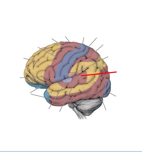 Neuro Lab Practice Part 6 Flashcards Quizlet