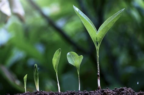 Green Ammonia And Its Contribution To Tackle Climate Change