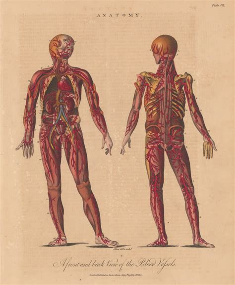 John Wilkes Anatomy Vascular System 1829 The Map House
