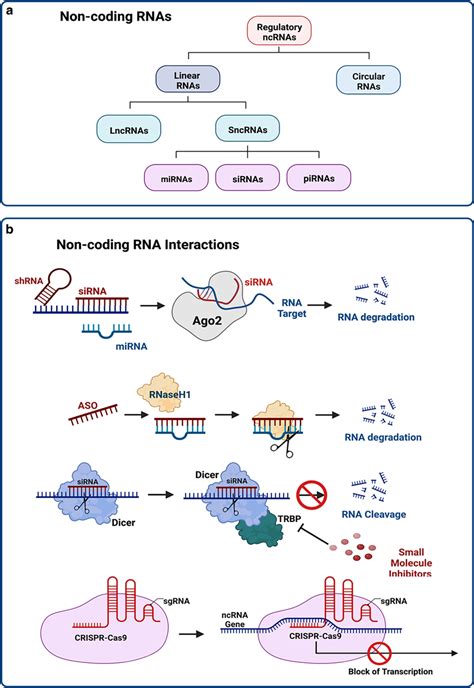 A Simplified Schematic Overview On Non Coding Rna Ncrna Species With