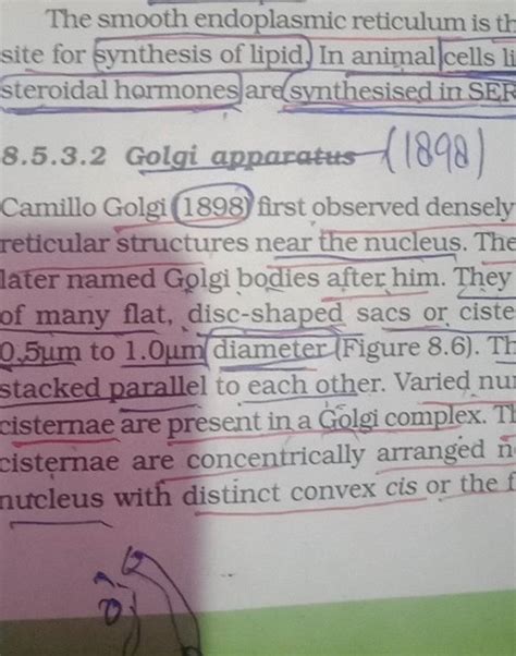 The Smooth Endoplasmic Reticulum Is T Site For Synthesis Of Lipid In Ani