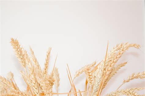 복사 공간이있는 흰색 배경에 황금 잘 익은 밀의 귀 밀 의 꽃다발 0명에 대한 스톡 사진 및 기타 이미지 0명 개념 계절 Istock