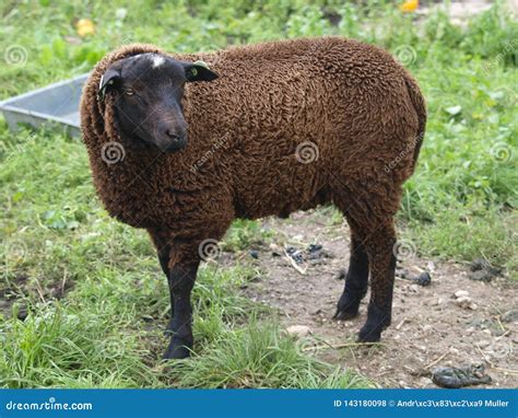 Sheep With Playing Young Lambs On A Green Grass Meadow In Nieuwerkerk