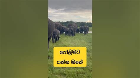 එන්න අලි ️බලන්න 🐘🌝 Youtube