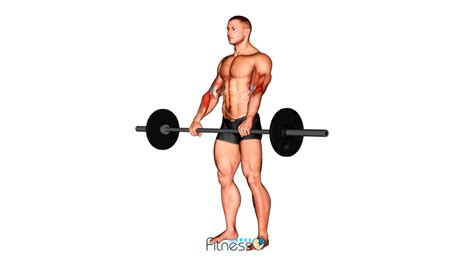 Curl De Bíceps Invertido Con Barra ¿cómo Hacerlo Correctamente