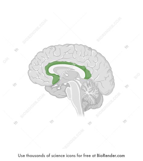 Cingulate Gyrus
