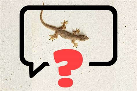 Lizard Control Services In Hyderabad