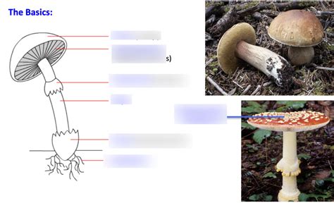 Essential English Terms For Fungi Study Definitions Key Concepts Flashcards Quizlet