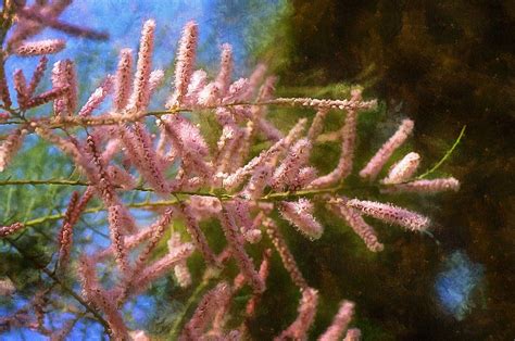 Taray Parques Jardines E Infraestructura Verde Medioambiente Y