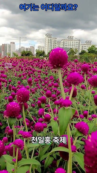 양주나리농원 천일홍 축제 여행 여행 국내여행 국내여행가을꽃 Travel Youtube