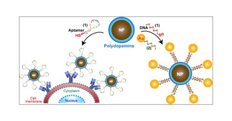 Robust Nanoparticle Dna Conjugates Based On Mussel Inspired