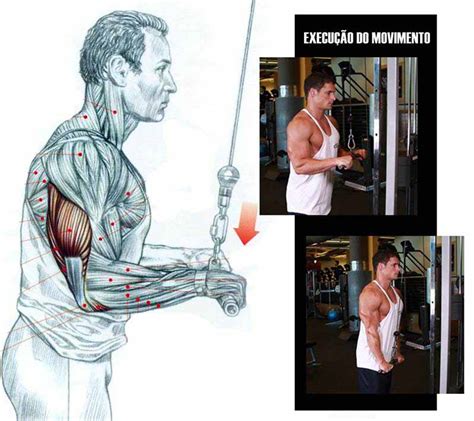 Os Melhores Exercícios para os Braços Tríceps Boa Forma Fitness